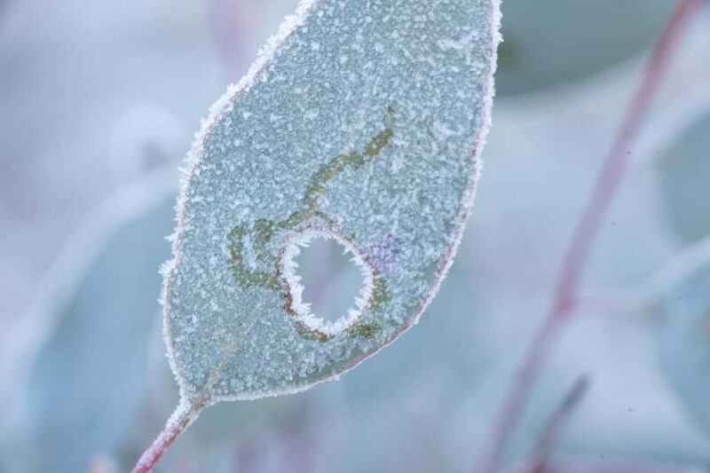 Canberra: Nature Tour with Lunch - FAQ