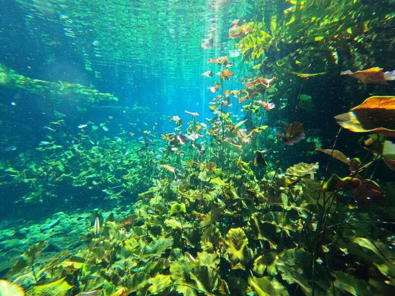 Cancun 2 Cenote Dives: The Pit + Nicte Ha - Certified Divers - Key Points