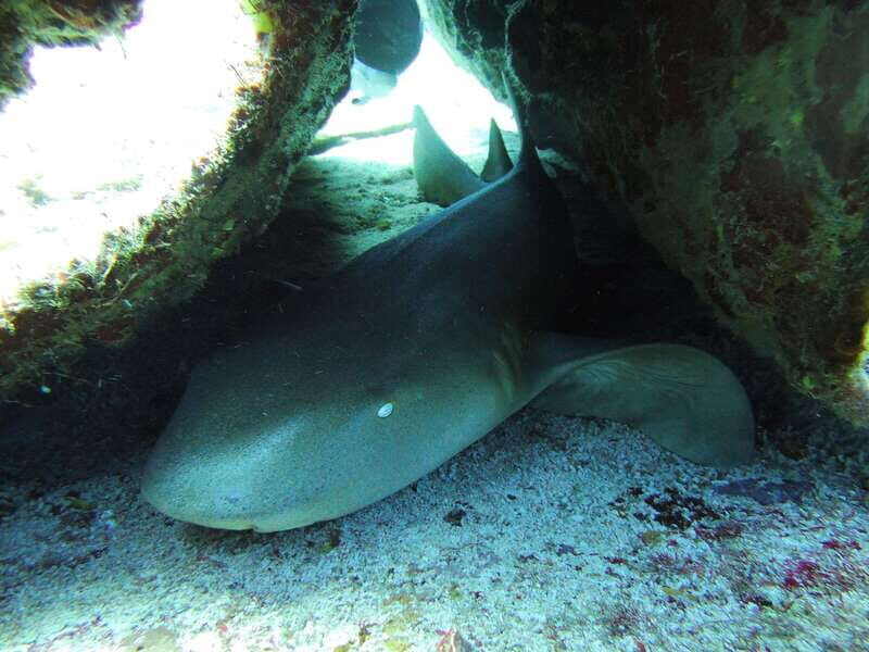 Cancun: 2 Reef Dives at Punta Cancun for Certified Divers - An Honest Look at the Experience