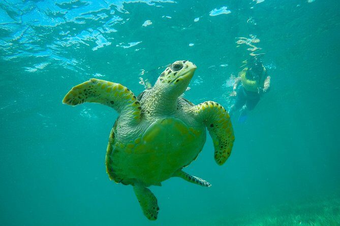 Cancun Adventure: Reef Snorkeling & Parasailing Experience - Final Thoughts: Who Will Love This Tour?