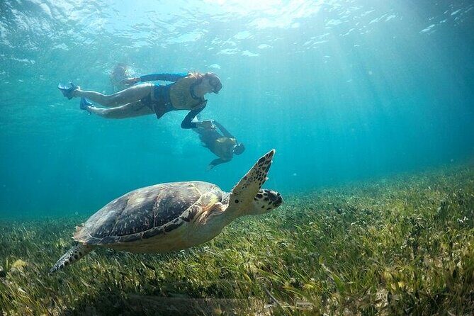 Cancun Combo Adventure: 4 Reef Snorkeling Stops & Parasailing - Logistics, Pricing, and Practicalities