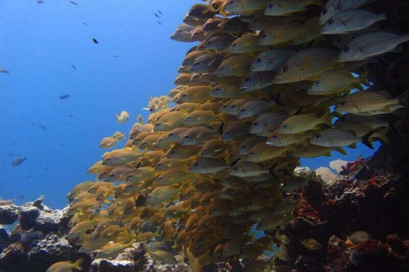 Cancun: Dive Underwater Museum & Manchones Reef - Practical Details and Tips