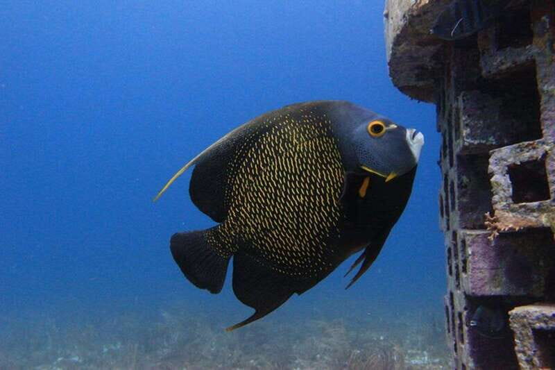 Cancun: Dive Underwater Museum & Manchones Reef - Why This Tour Offers Real Value