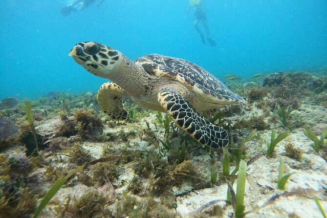 Cancun Fly and Swim Parasailing and Snorkeling Combo Tour - FAQ