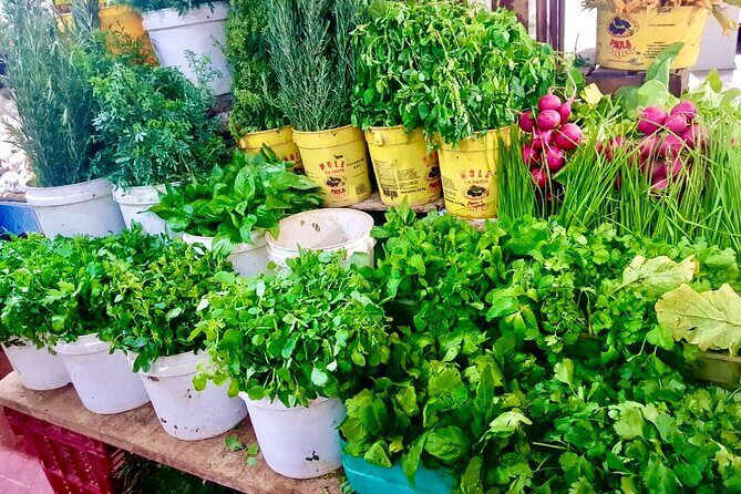 Cancun gems: Mayan Museum, Beach watching, Local Market, & Lunch - Who Is This Tour Best For?