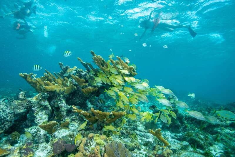 Cancun: Half Day Private Catamaran with Snorkeling. 25 guest - Authentic Experiences from Reviews