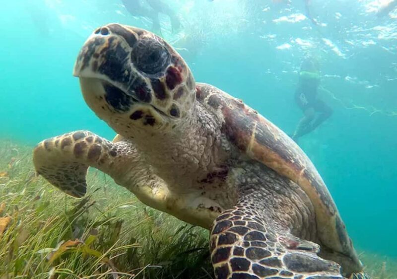 Cancun: Jungle Speedboat & Snorkeling Adventure - Key Points