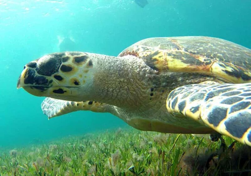 Cancun: Jungle Speedboat & Snorkeling Adventure - What to Expect from the Jungle Speedboat & Snorkeling Tour