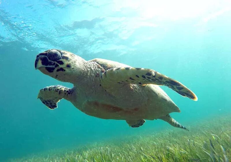 Cancun: Jungle Speedboat & Snorkeling Adventure - Cancun: Jungle Speedboat & Snorkeling Adventure – An In-Depth Review