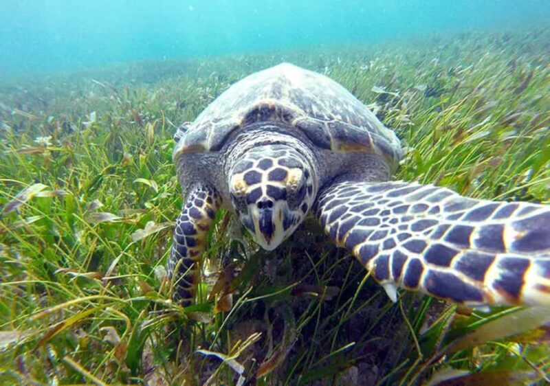 Cancun: Jungle Speedboat & Snorkeling Adventure - Key Points