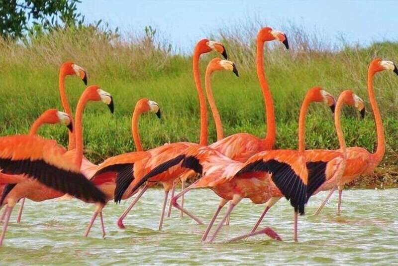 Cancun: Las Coloradas and Río Lagartos Private Tour - Why This Tour Offers Great Value