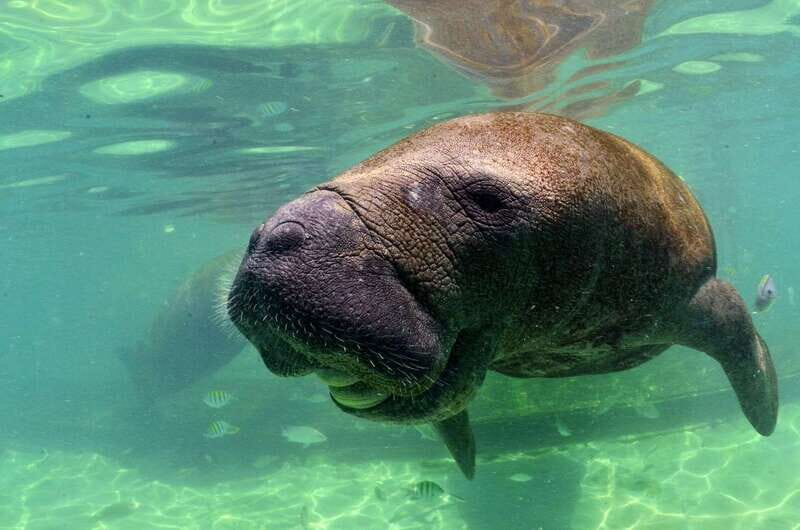 Cancún: Manatee Encounter on Isla Mujeres with Buffet Lunch - Pricing & Whats Included