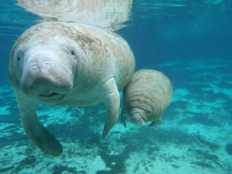 Cancún: Manatee Encounter on Isla Mujeres with Buffet Lunch - Practical Tips for Your Trip