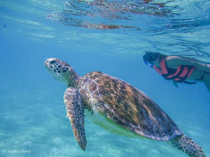 Cancun: Marine Turtle Observation in Akumal - An In-Depth Look at the Tour Experience
