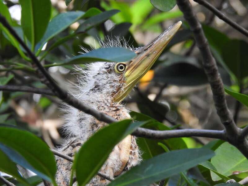 Cancún: Morning or Sunset Kayak Adventure in Nichupte Lagoon - Key Points
