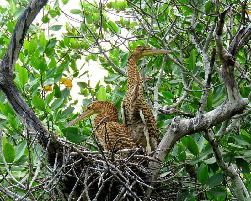 Cancún: Morning or Sunset Kayak Adventure in Nichupte Lagoon - Who Will Love This Tour?
