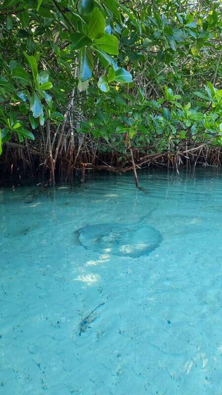 Cancún: Morning or Sunset Kayak Adventure in Nichupte Lagoon - Final Thoughts