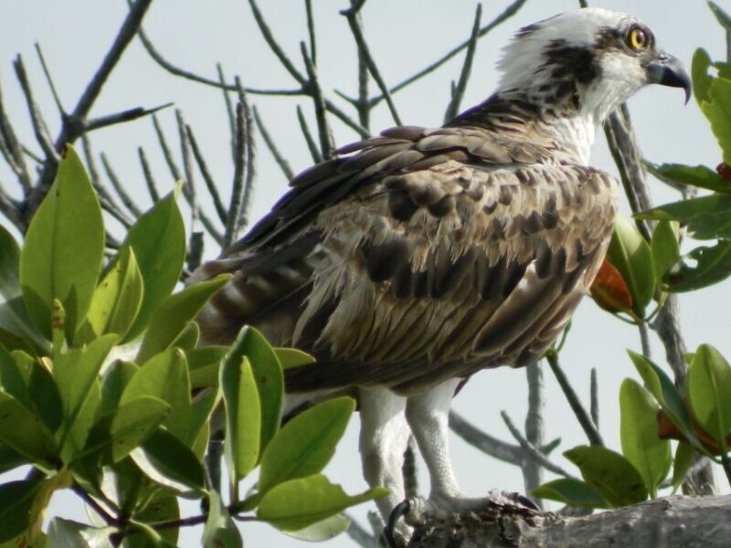 Cancún: Morning or Sunset Kayak Adventure in Nichupte Lagoon - Frequently Asked Questions