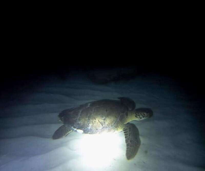 Cancun: Night Dive for Certified Divers - An In-Depth Look at the Cancun Night Dive Experience