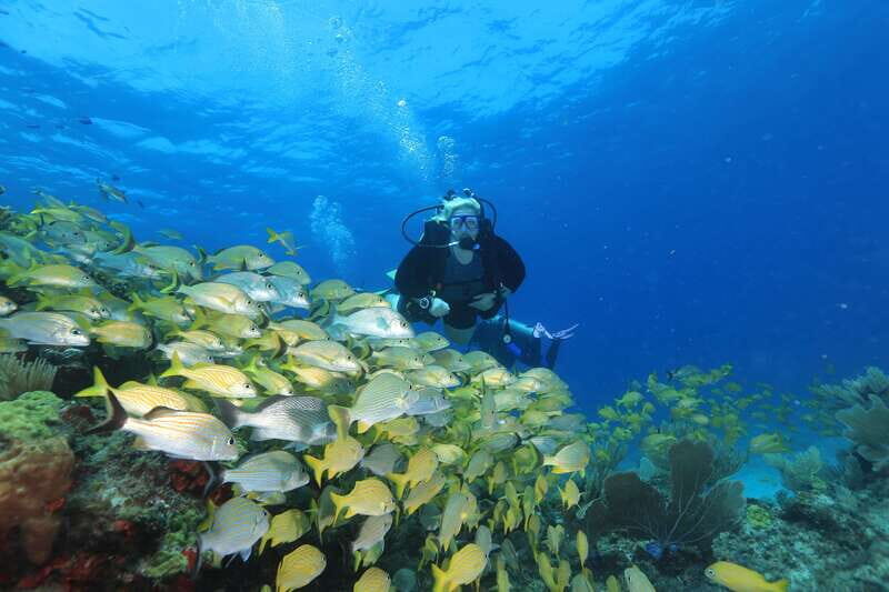 Cancun: Scuba Diving for Beginners, 2 Dives - Pricing and Value