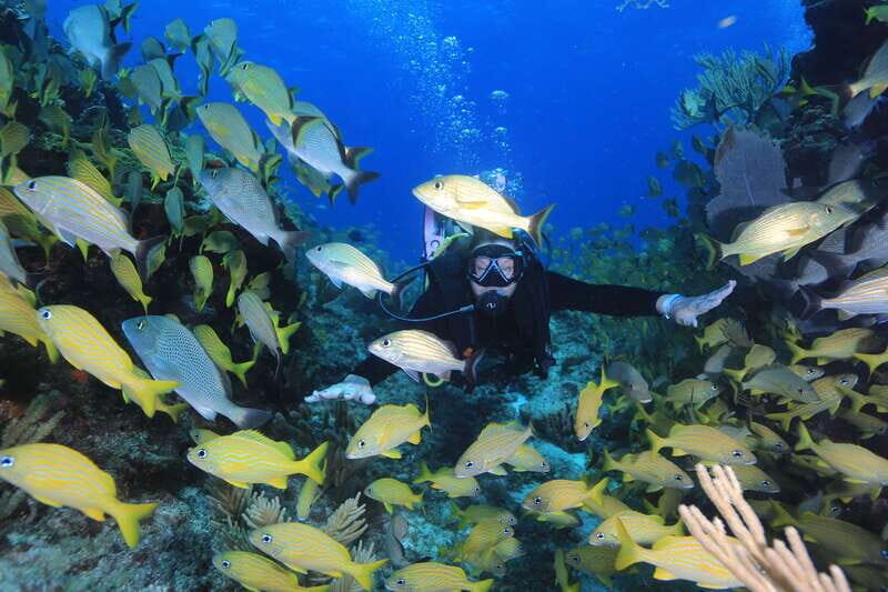 Cancun: Scuba Diving for Certified Divers, 3 options to dive - Introduction: What Makes This Cancun Diving Tour Stand Out