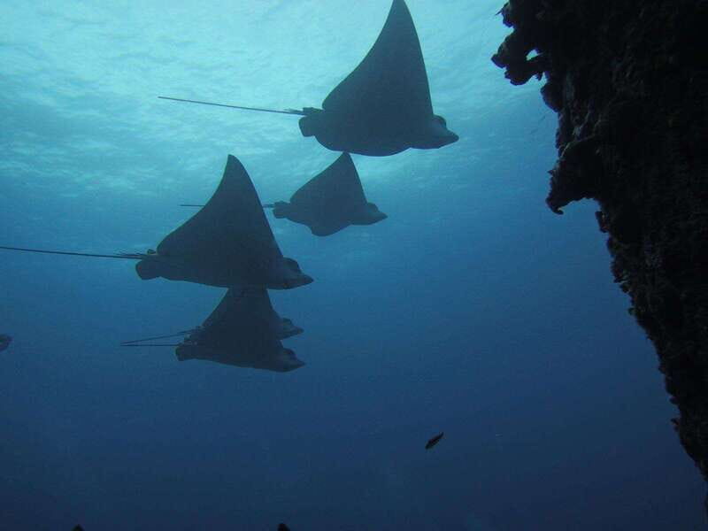 Cancun: Shipwreck & Reef for Certified Divers - Key Points