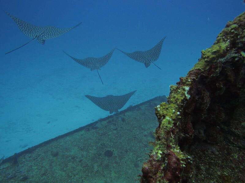 Cancun: Shipwreck & Reef for Certified Divers - Is This Tour Right For You?