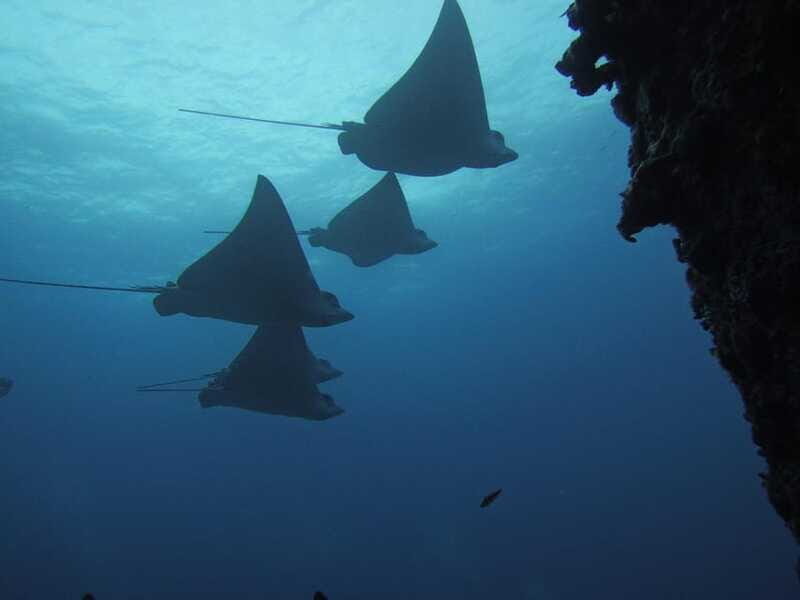 Cancun: Shipwreck & Reef for Certified Divers - Frequently Asked Questions