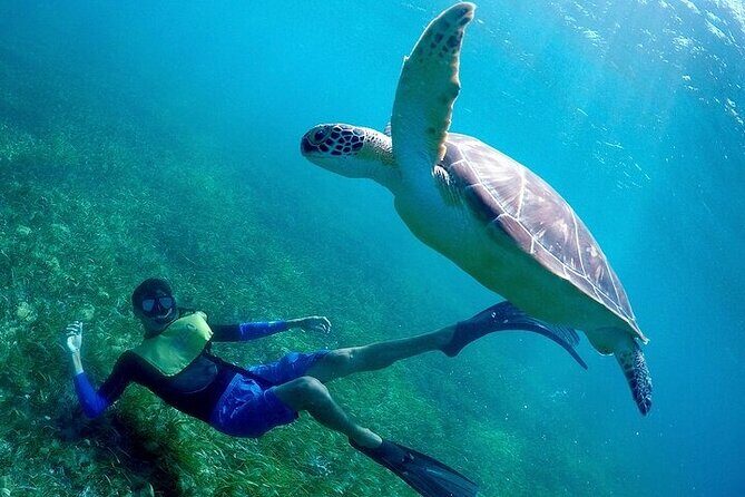 Cancun Snorkeling Adventure: Turtles, Reefs & Underwater Wonders - What Travelers Say: Real Experiences and Insights