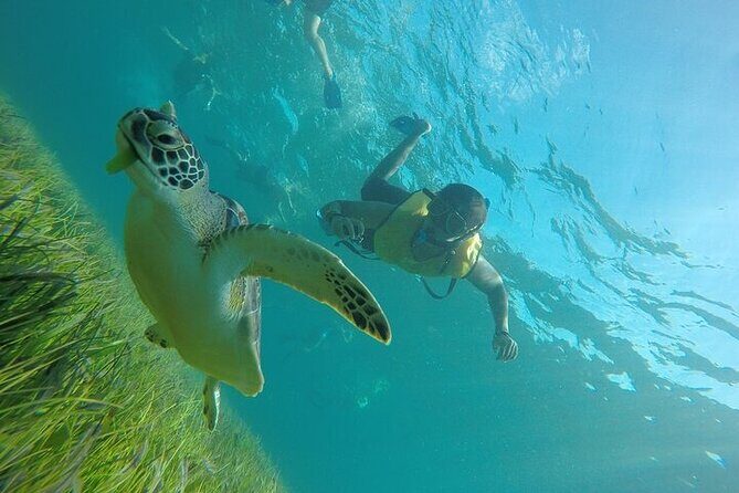 Cancun Snorkeling Adventure: Turtles, Reefs & Underwater Wonders - FAQs