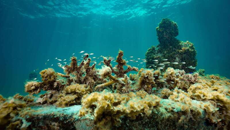 Cancun: Snorkeling Tour at MUSA The Underwater Museum - Who Will Love This Tour?