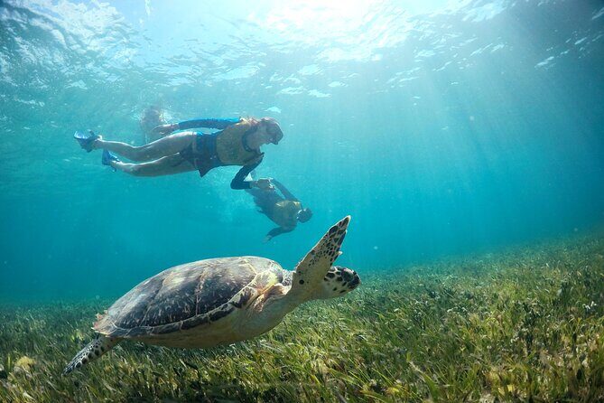 Cancun Snorkeling Tour: Swim with Turtles, Reef, Underwater Museum and Shipwreck - A Close Look at the Itinerary
