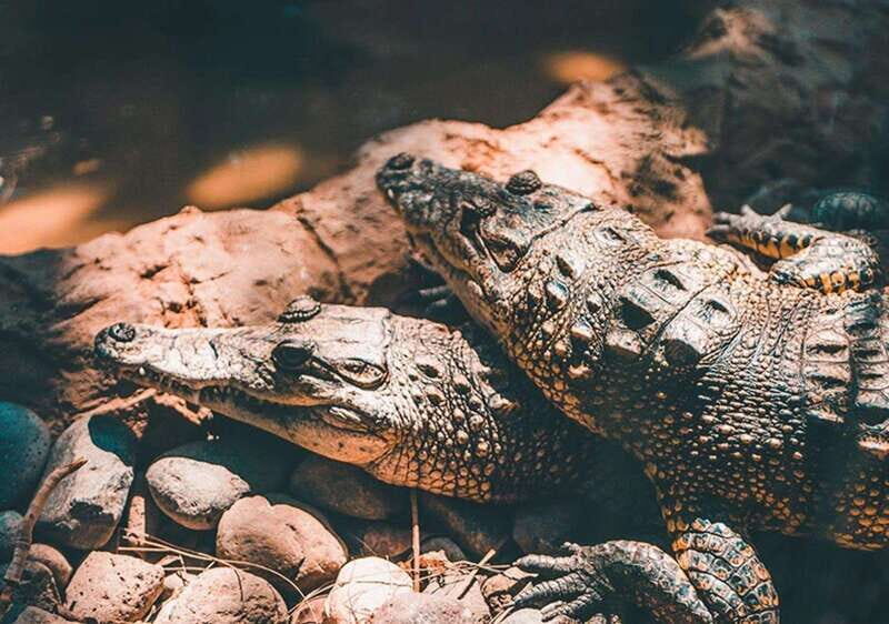 Cancun: Speedboat Adventure & Crocodile Sighting - An In-Depth Look at the Cancun Speedboat & Crocodile Tour
