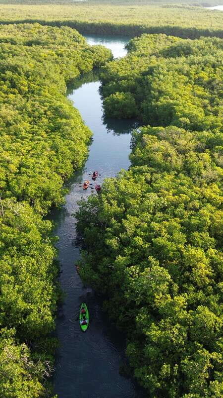 Cancun: Sunset Kayak Experience in the Mangroves - Introduction: Discover Cancun’s Hidden Natural Gem