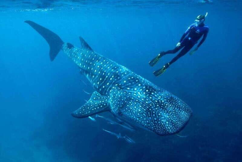 Cancun: Swim with Whale Sharks - An In-Depth Look at the Tour Experience
