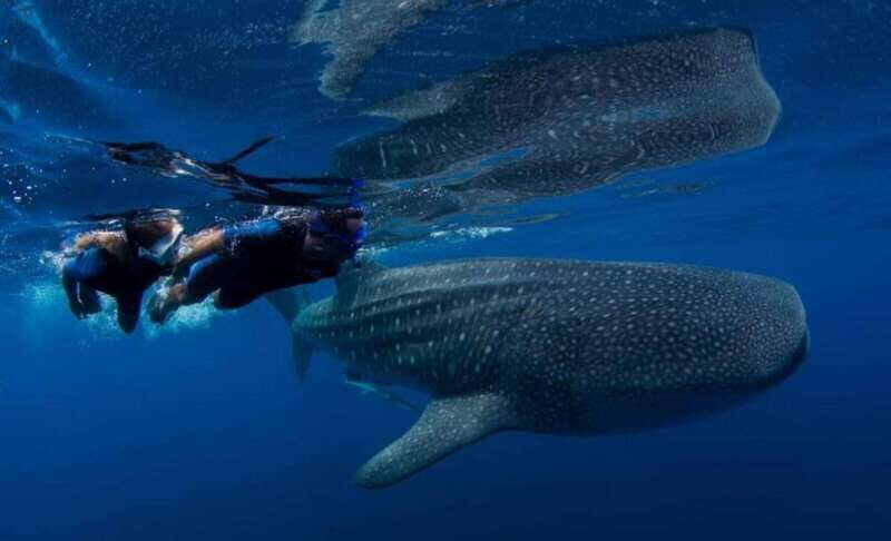 Cancun: Swim with Whale Sharks - Who Should Consider This Tour?