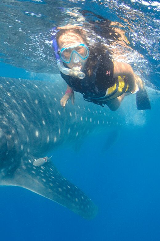 Cancún: Swim with Whale Sharks & Playa Norte Beach - What’s Included, and What You’ll Want to Bring