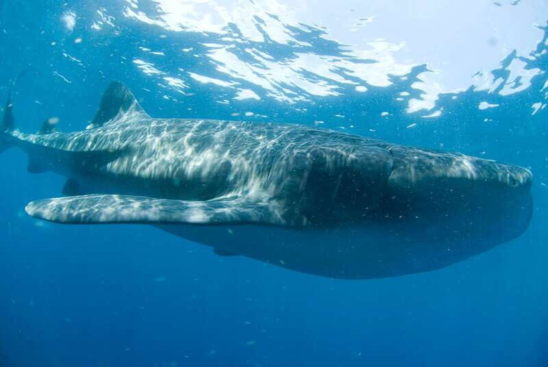 Cancún: Swim with Whale Sharks - Key Points