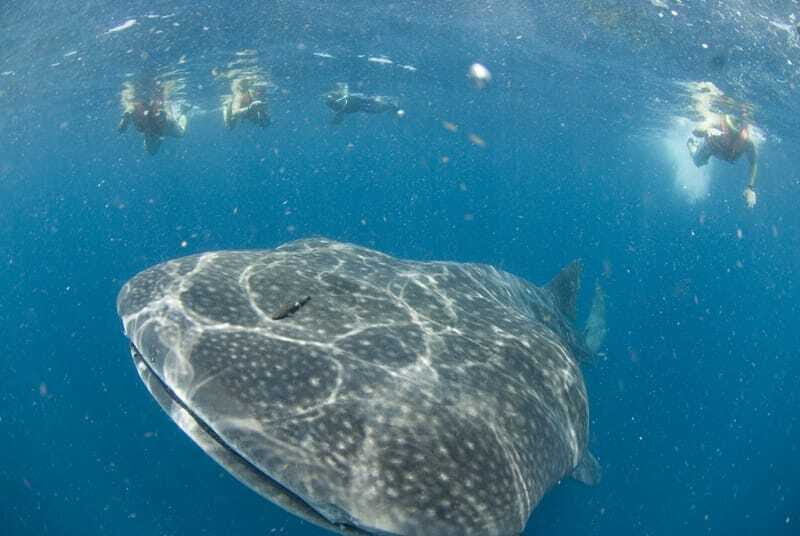 Cancún: Swim with Whale Sharks - The Full Experience: What to Expect from Start to Finish