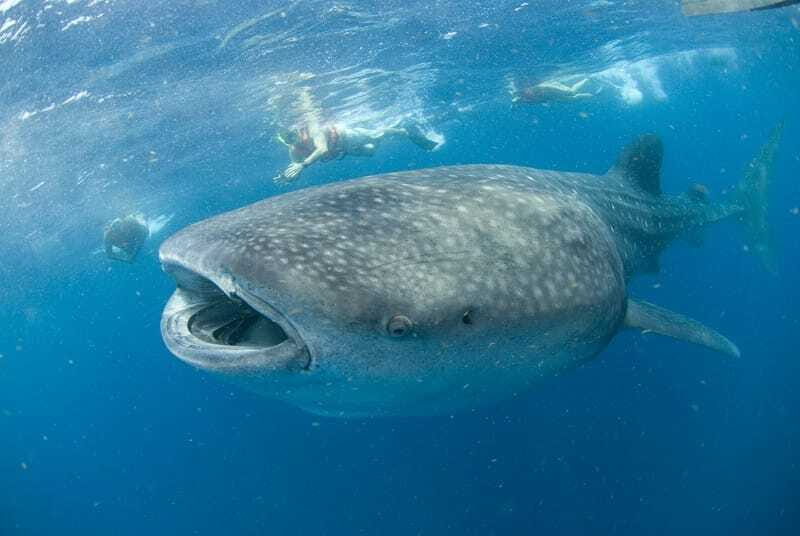 Cancún: Swim with Whale Sharks - Who Should Book This Tour?