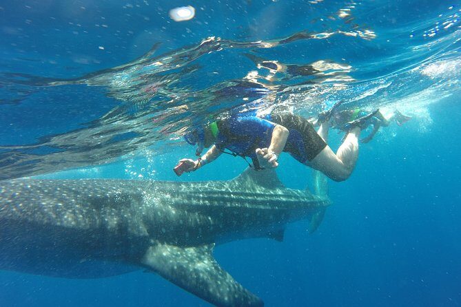 Cancun Whale Shark Encounter - Cancun Whale Shark Encounter: An Authentic Adventure in Mexican Waters