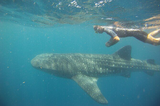 Cancun Whale Shark Encounter - Final Word