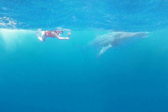 Cancun Whale Shark Experience with Snorkel & Transportation - Authentic Insights from Reviewers