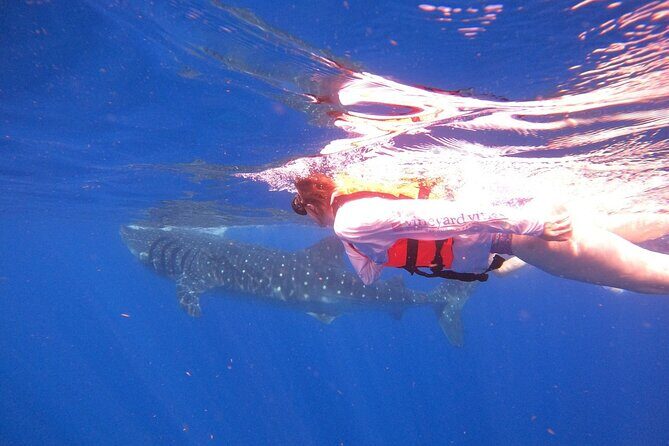 Cancun Whale Shark Experience with Snorkel & Transportation - Practical Tips for Travelers