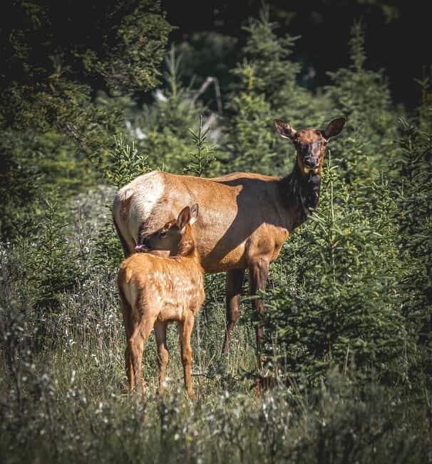 Canmore: 1.5 Hour Scenic Raft Tours in the Rockies - Key Points