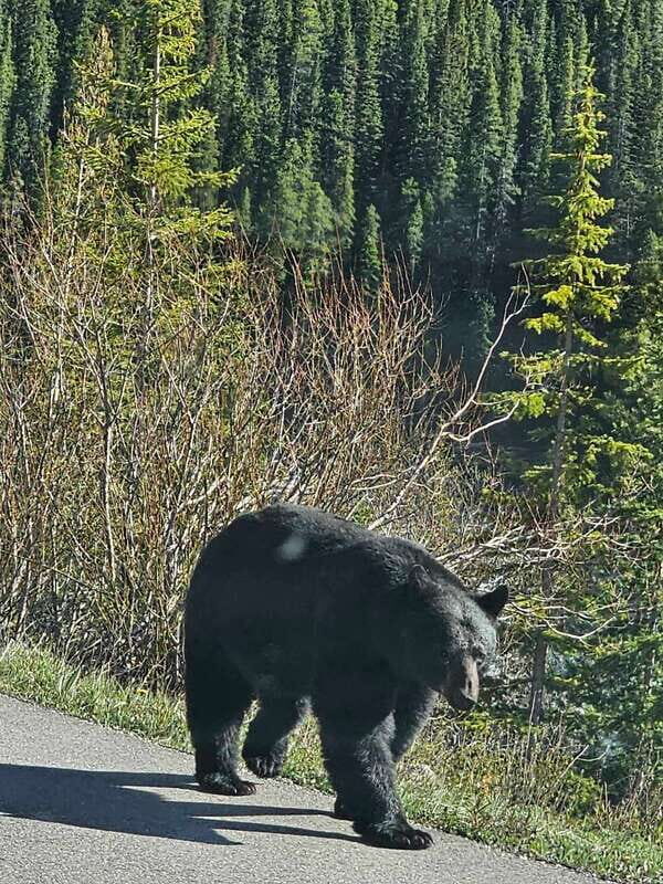 Canmore/Banff: Columbia Icefield, Skywalk, Peyto Day Tour - FAQs