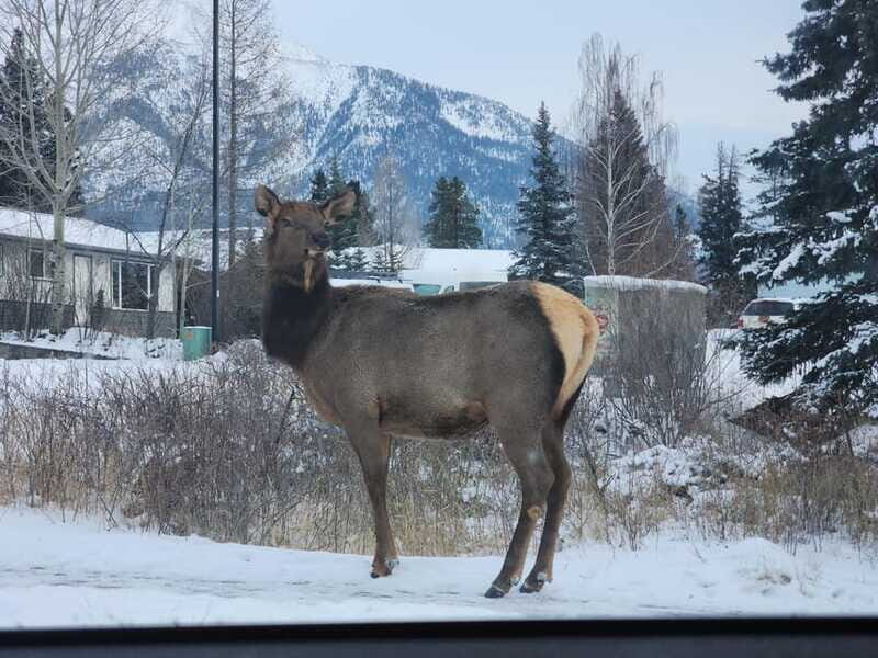 Canmore/Banff: Explore Banff & Wildlife - Transportation and Convenience