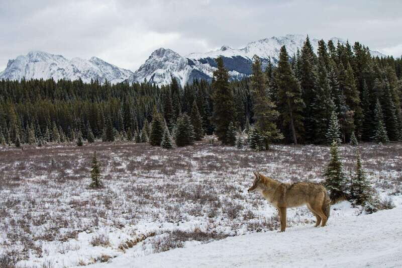 Canmore: Explore Winter Wildlife Tracks - 2hr Nature Walk - The Itinerary: What to Expect on Your Walk