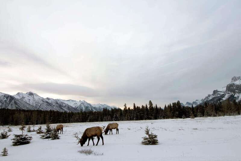 Canmore: Explore Winter Wildlife Tracks - 2hr Nature Walk - The Sum Up: Who Should Consider This Tour?