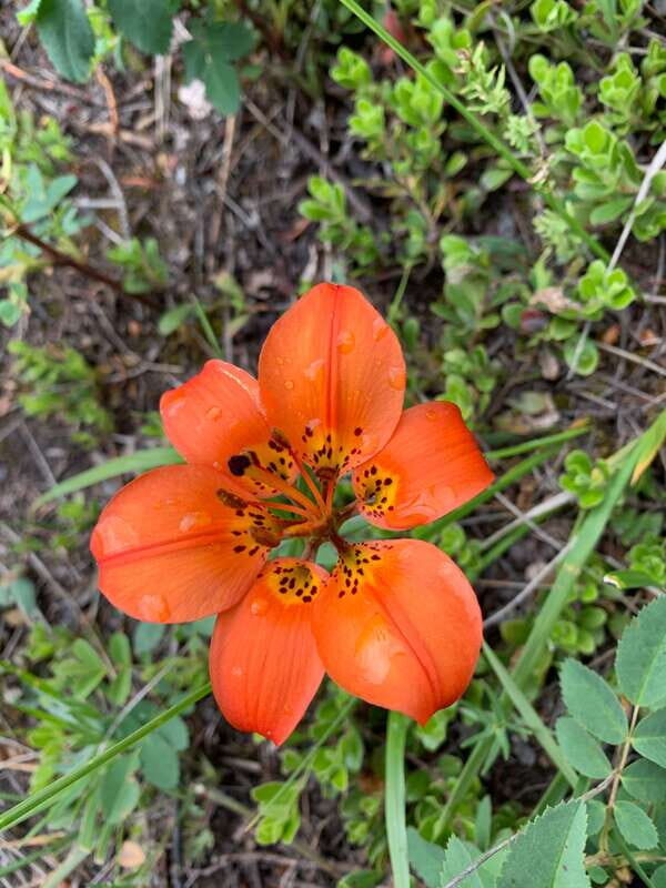 Canmore: LOST TOWNS and Untold Stories - Hiking Tour 3hrs - Who Should Consider This Tour?